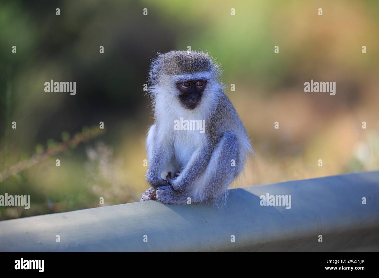 Baby monkey vervet monkeys hi-res stock photography and images - Alamy