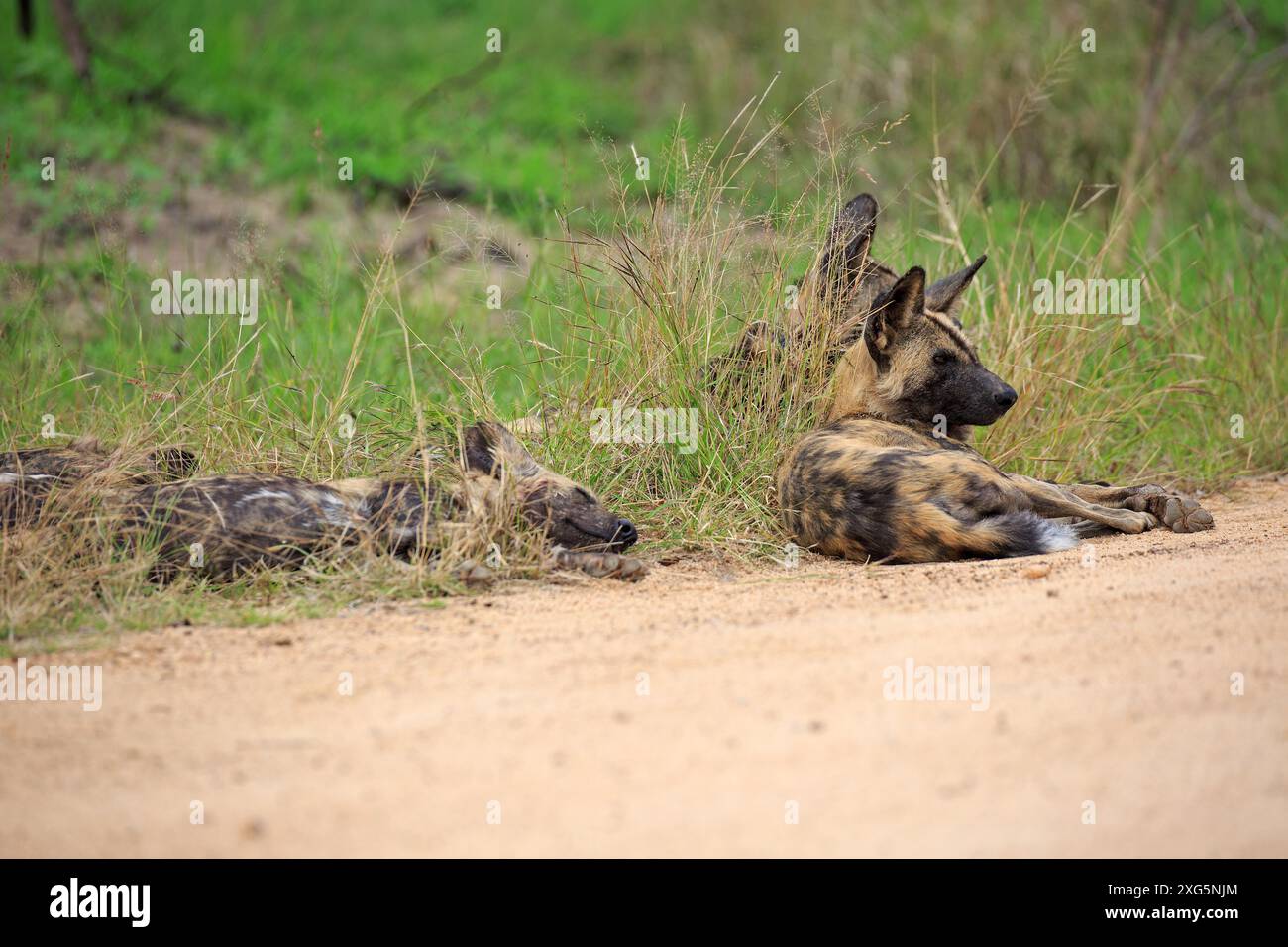 A pack of hyena dogs resting on a gravel track in the Kruger National ...