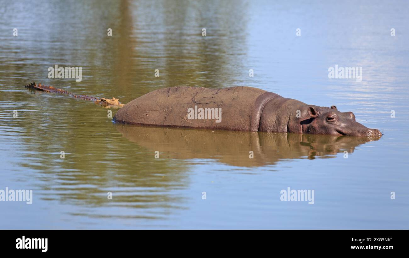 Hippo and crocodile in a waterhole in Kruger National Park Stock Photo ...