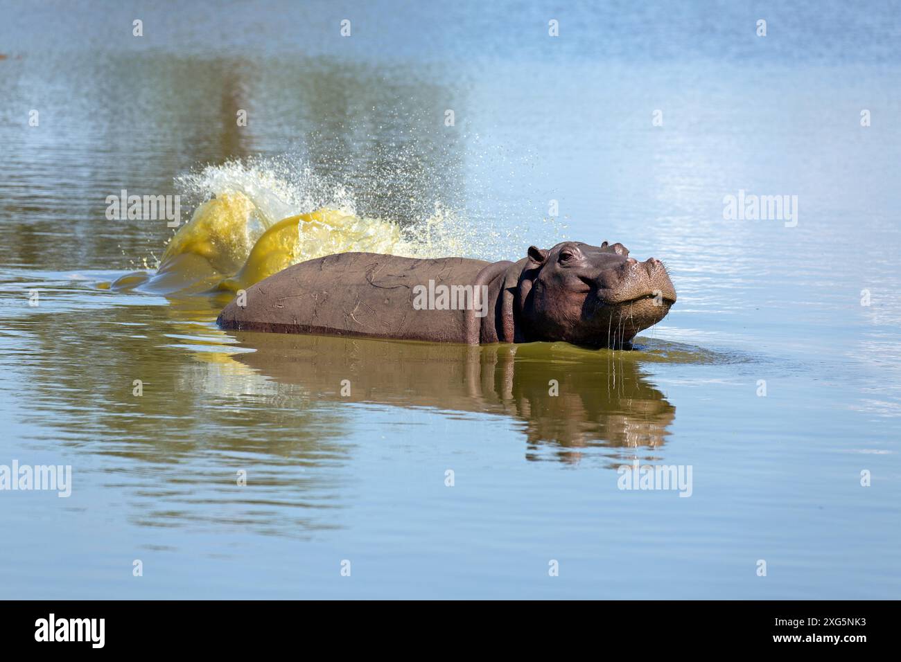 Hippopotamus on the run after being hit by a crocodile Stock Photo - Alamy
