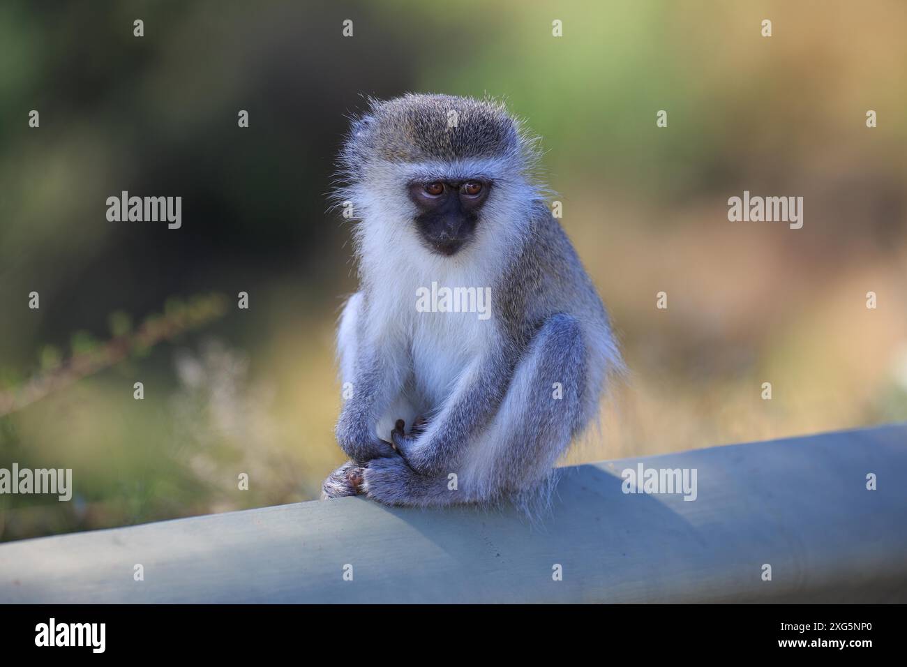 Baby vervet monkeys Stock Photo - Alamy