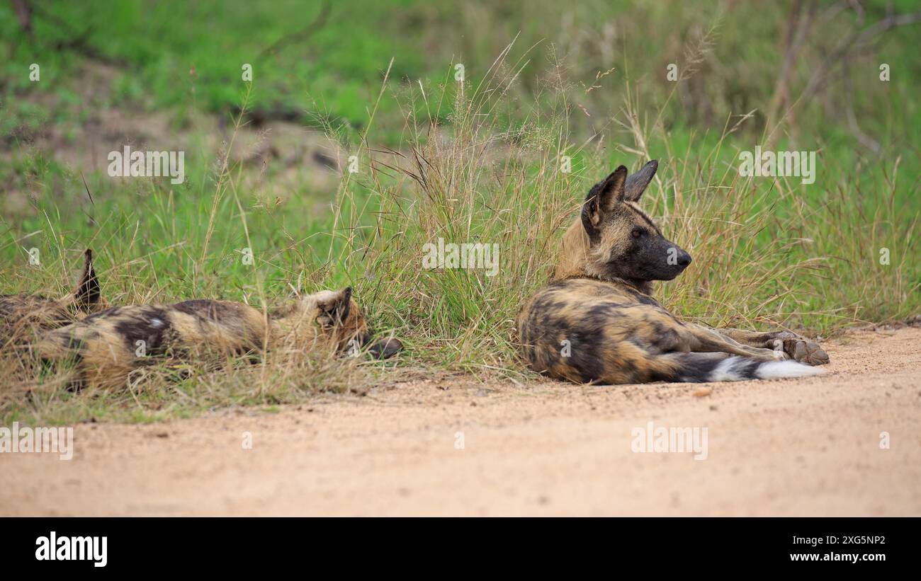 A pack of wild dogs resting on a gravel track in the Kruger National ...