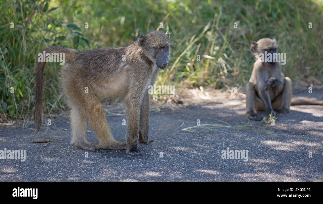 Pavian male hi-res stock photography and images - Alamy