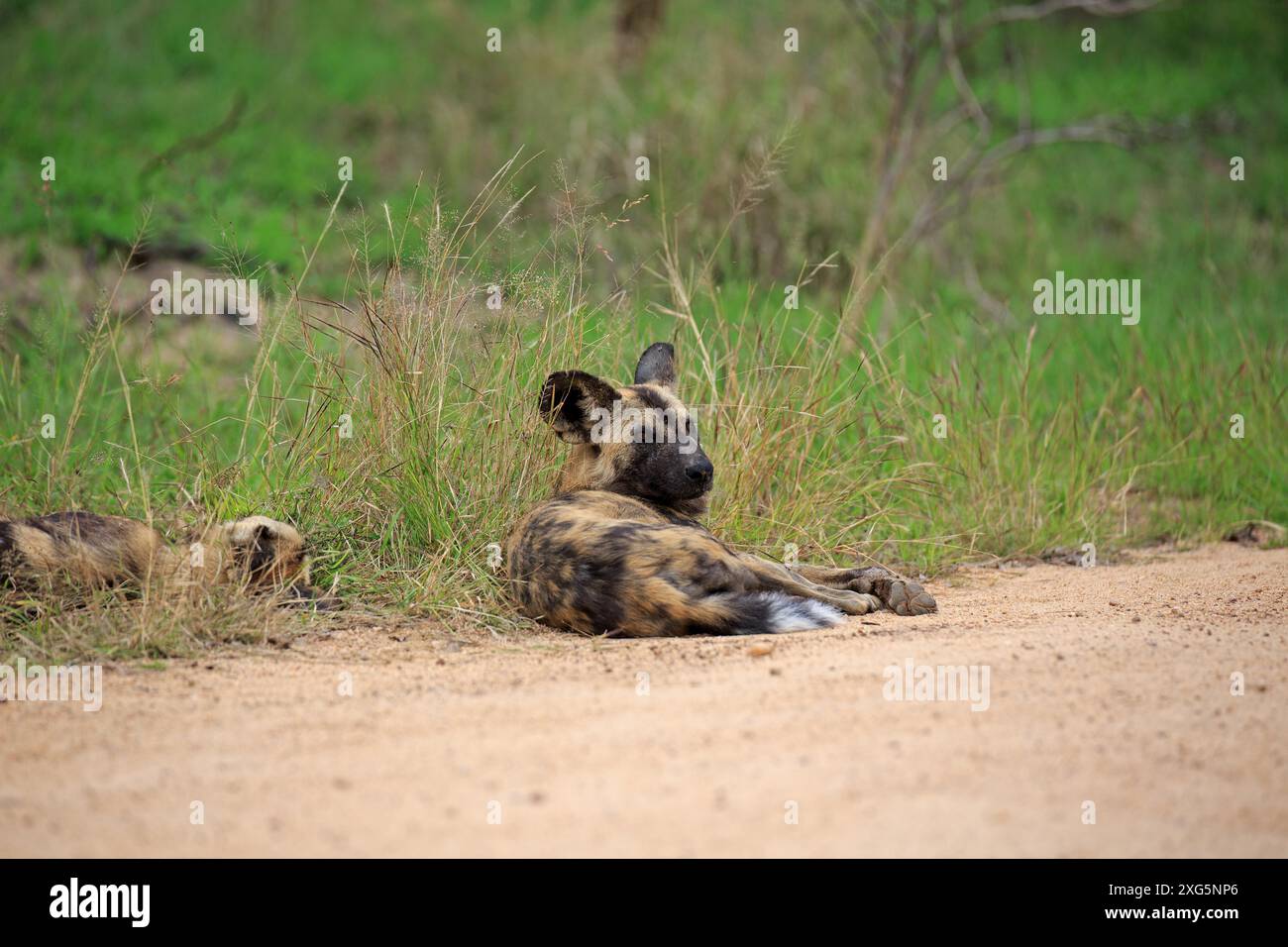 A pack of hyena dogs resting on a gravel track in the Kruger National ...