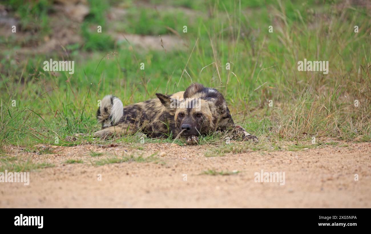 A pack of hyena dogs resting on a gravel track in the Kruger National ...