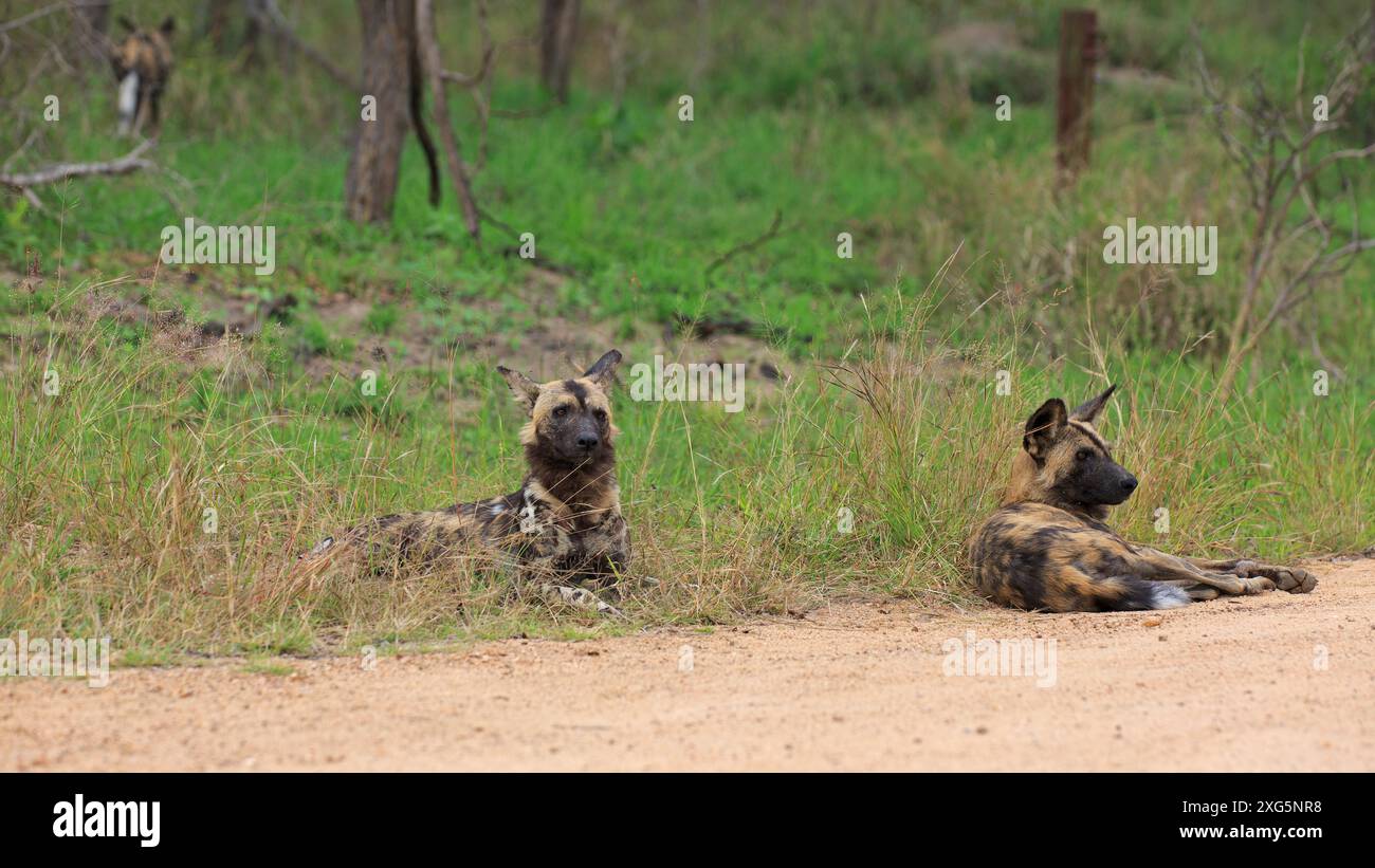 A pack of hyena dogs resting on a gravel track in the Kruger National ...
