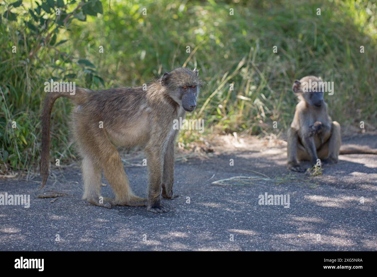 Pavian male hi-res stock photography and images - Alamy