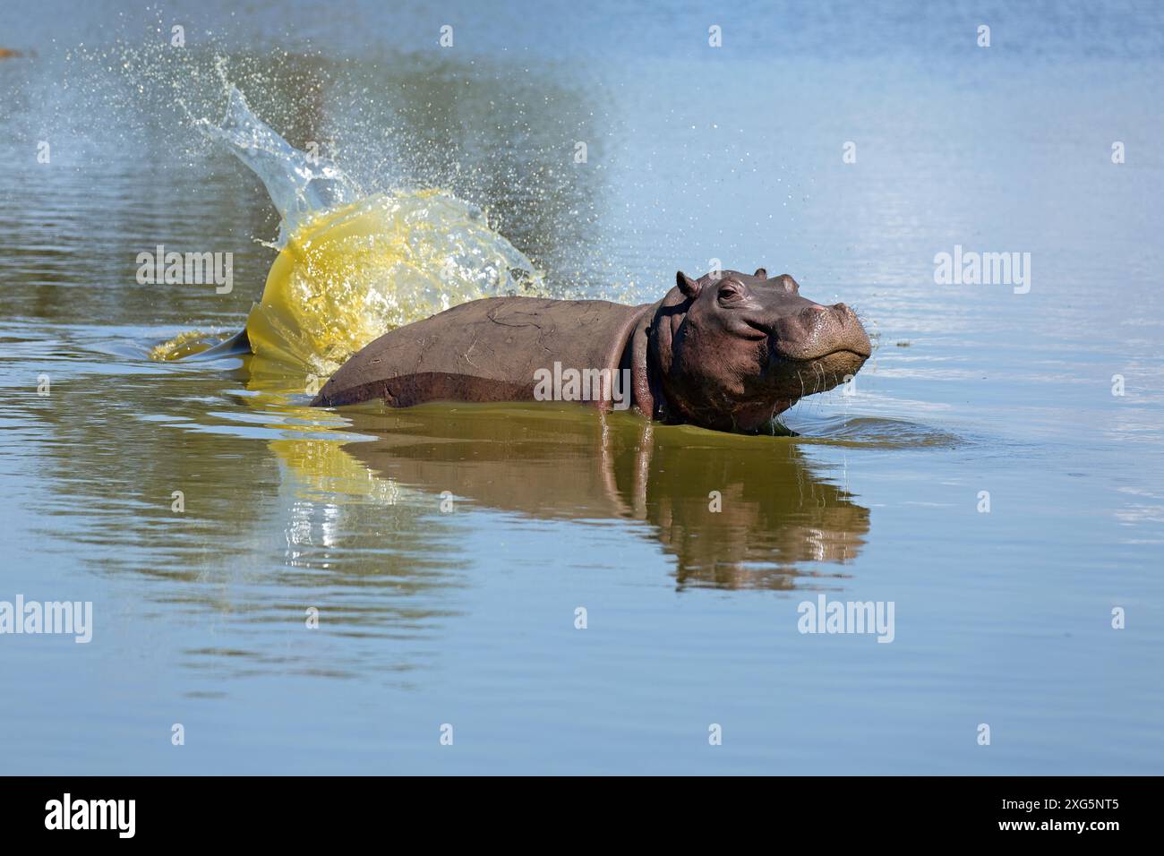 Hippopotamus on the run after being hit by a crocodile Stock Photo - Alamy