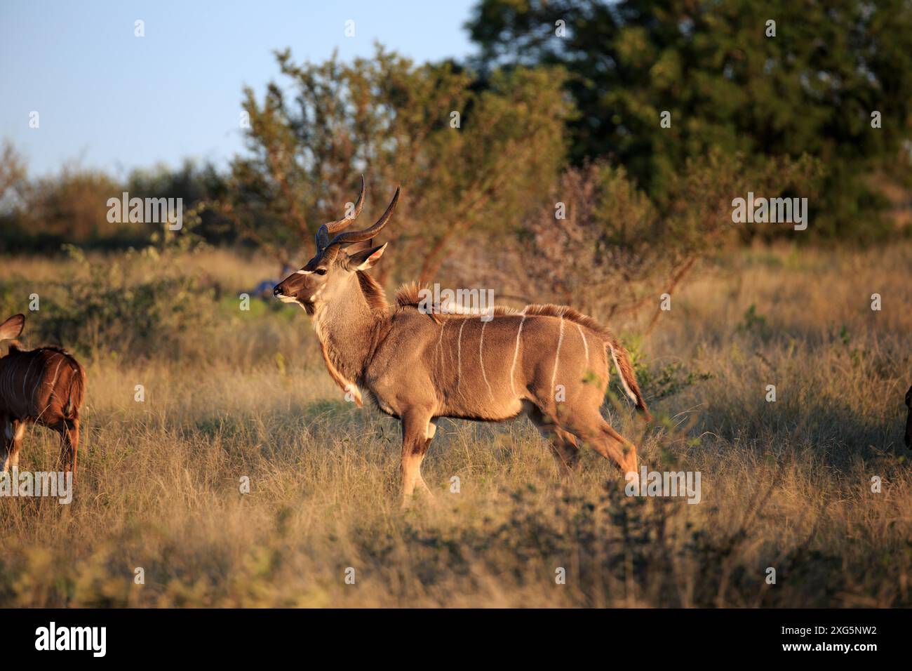 Kudu buck hi-res stock photography and images - Alamy