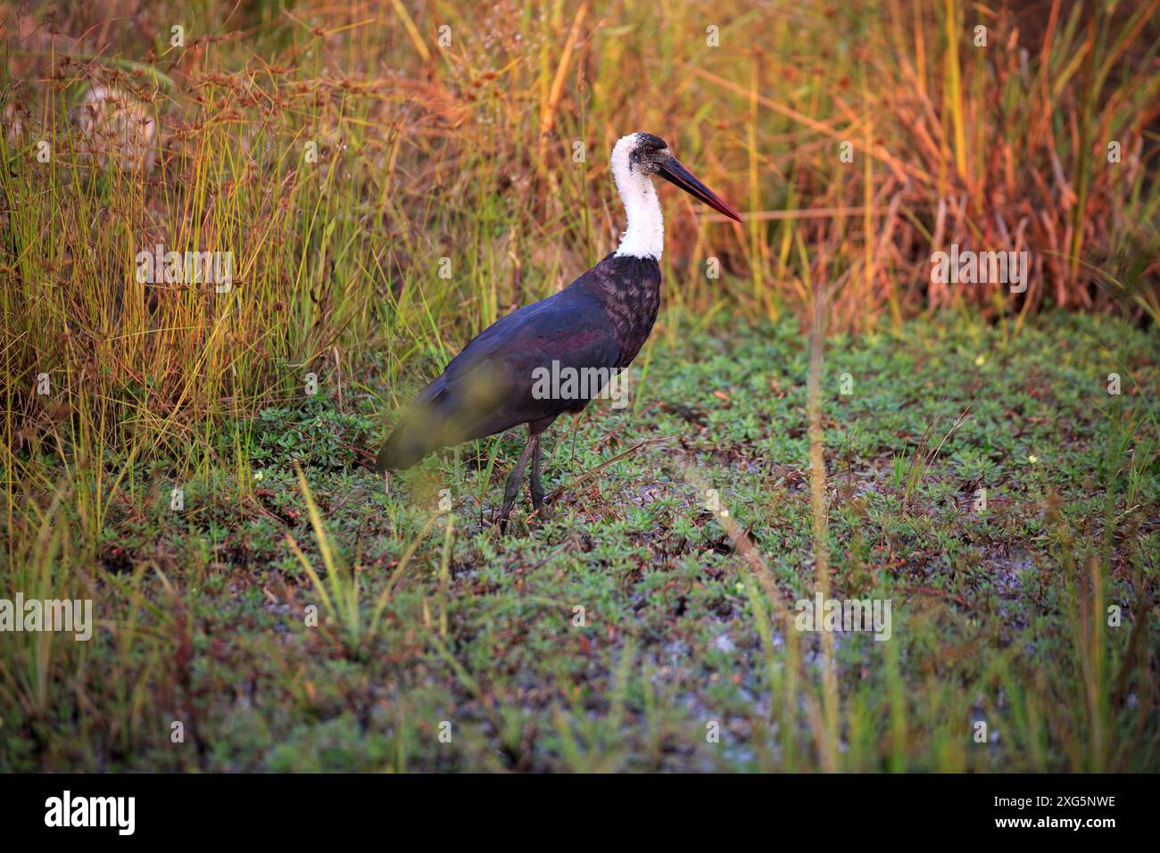 Woolly-necked stork in a swamp in the Kruger National Park in South ...