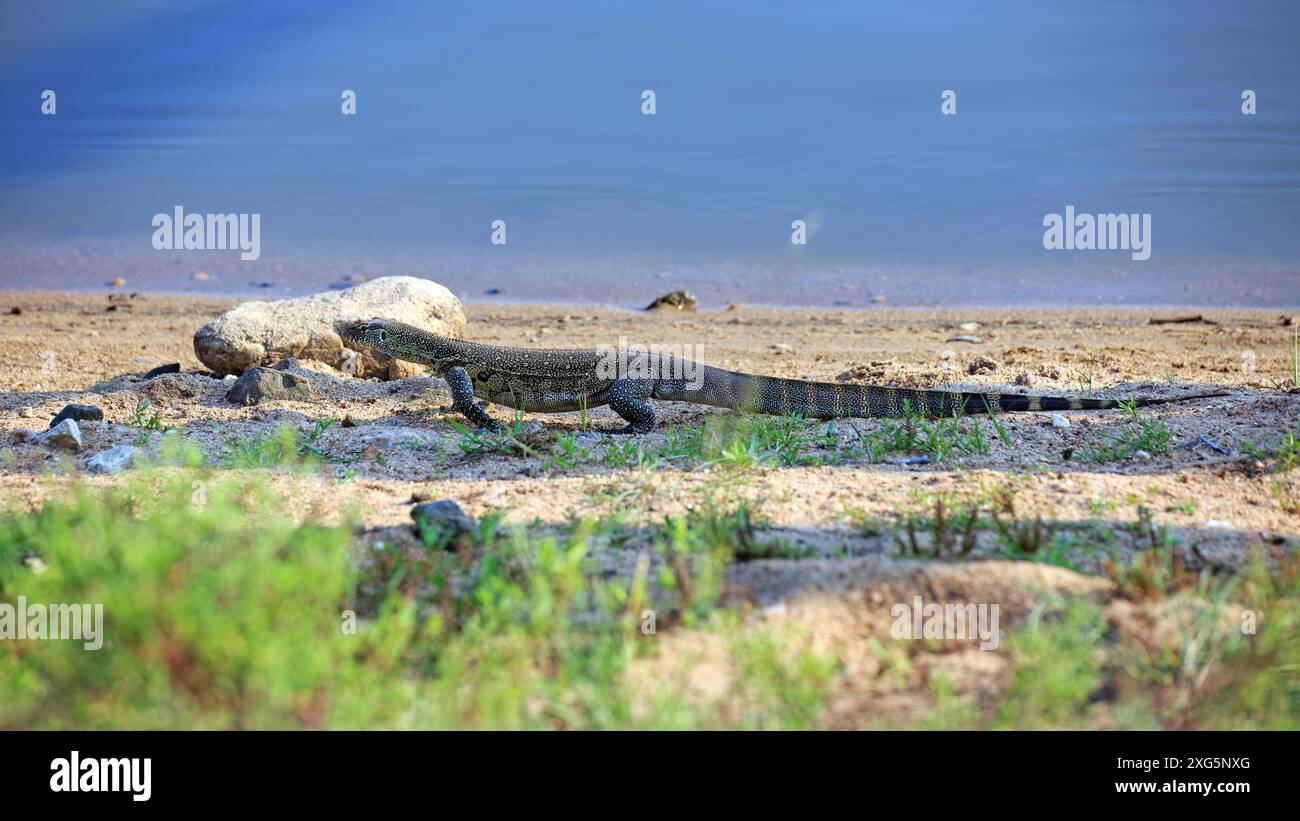 Nile monitor lizard in the Kruger National Park in South Africa Stock ...