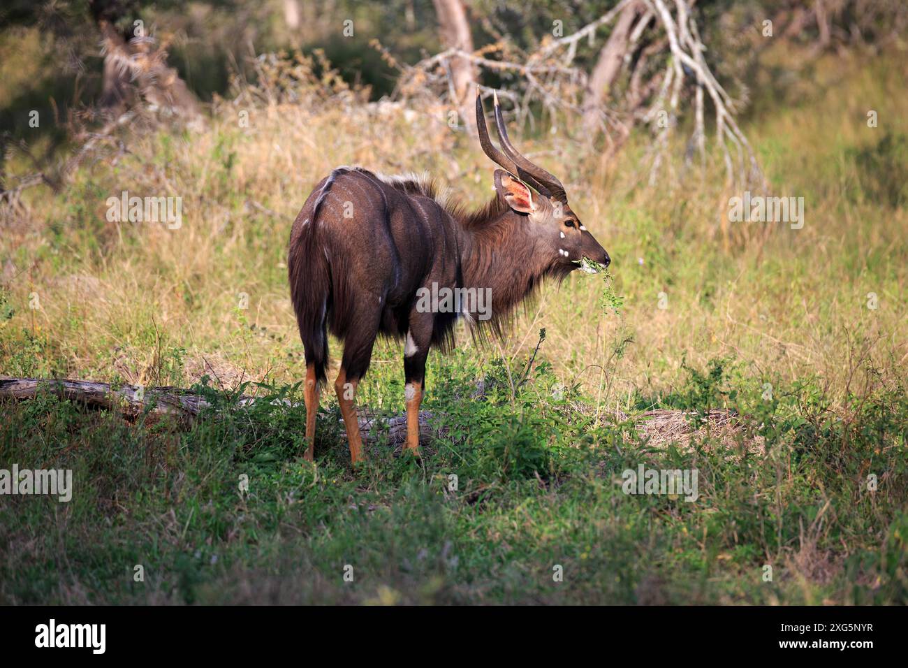 Nyala bull in the Kruger National Park in South Africa Stock Photo - Alamy