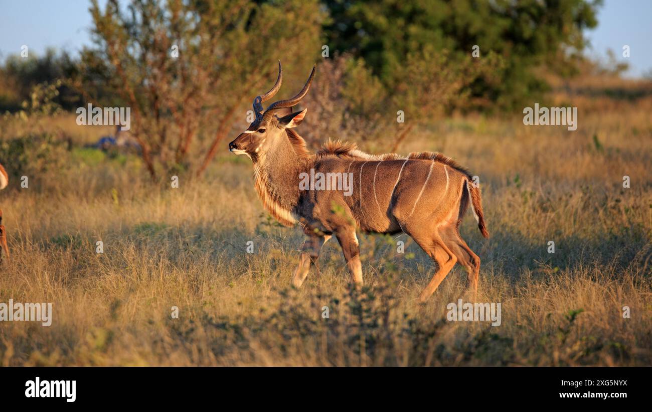 Buck private hi-res stock photography and images - Alamy