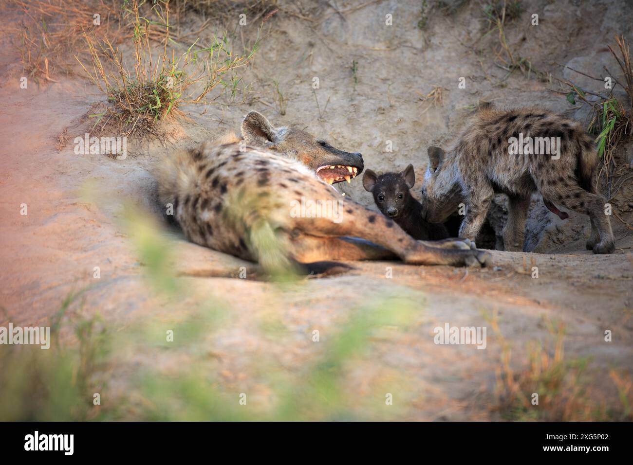 Hyena with two cubs in front of the den Stock Photo - Alamy