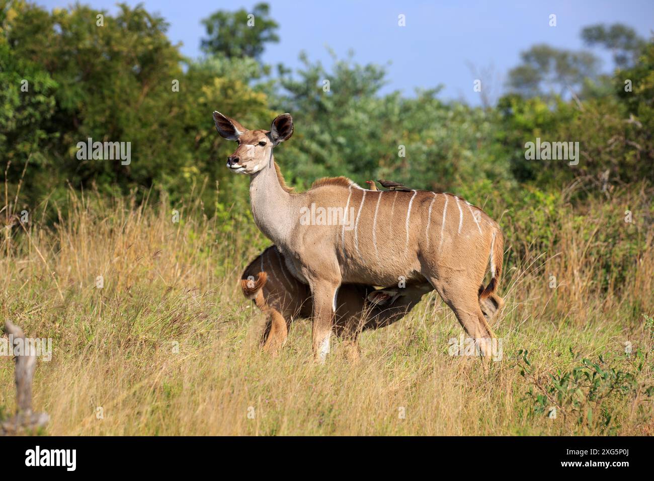 Kudus in the Kruger National Park in South Africa Stock Photo - Alamy