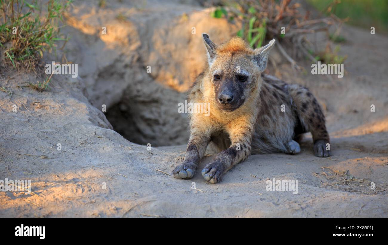 Young hyena in kruger hi-res stock photography and images - Alamy