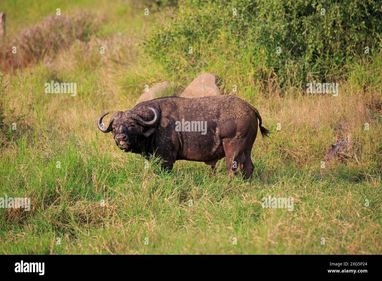 Buffalo feeding in the Kruger National Park in South Africa Stock Photo ...