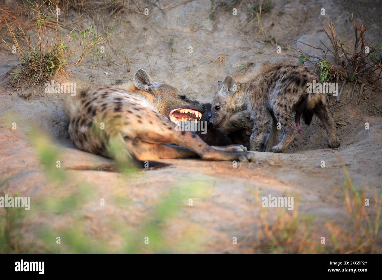 Hyena with two cubs in front of the den Stock Photo - Alamy
