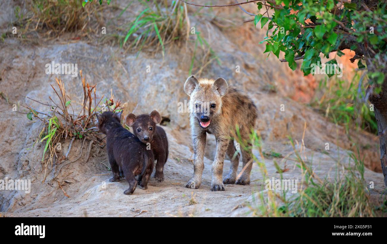 Spotted hyena cubs playing hi-res stock photography and images - Alamy