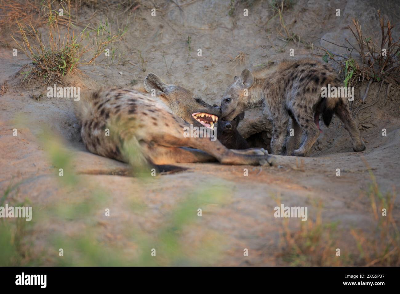 Hyena with two cubs in front of the den Stock Photo - Alamy