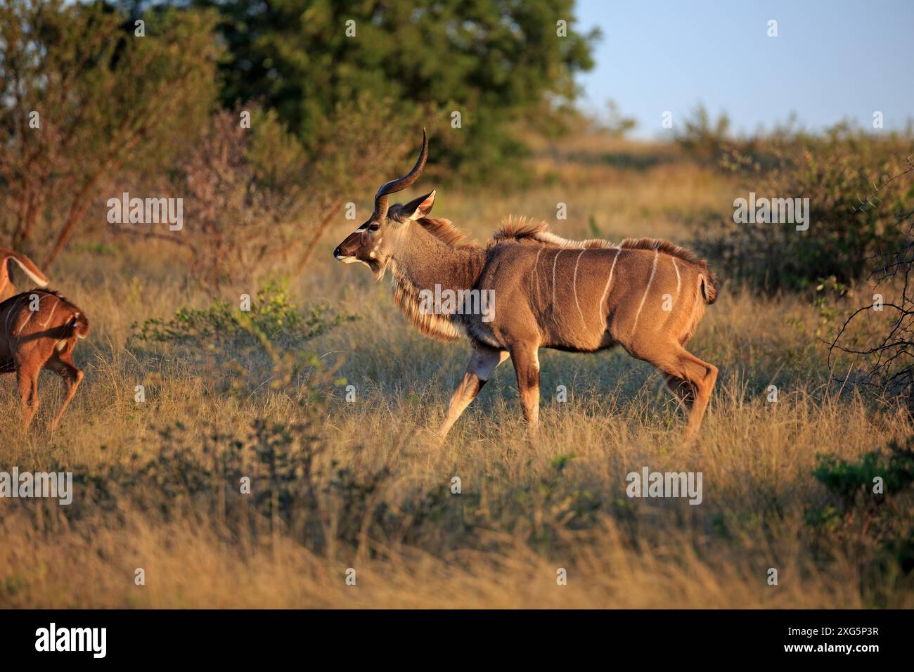 Kudu buck hi-res stock photography and images - Alamy
