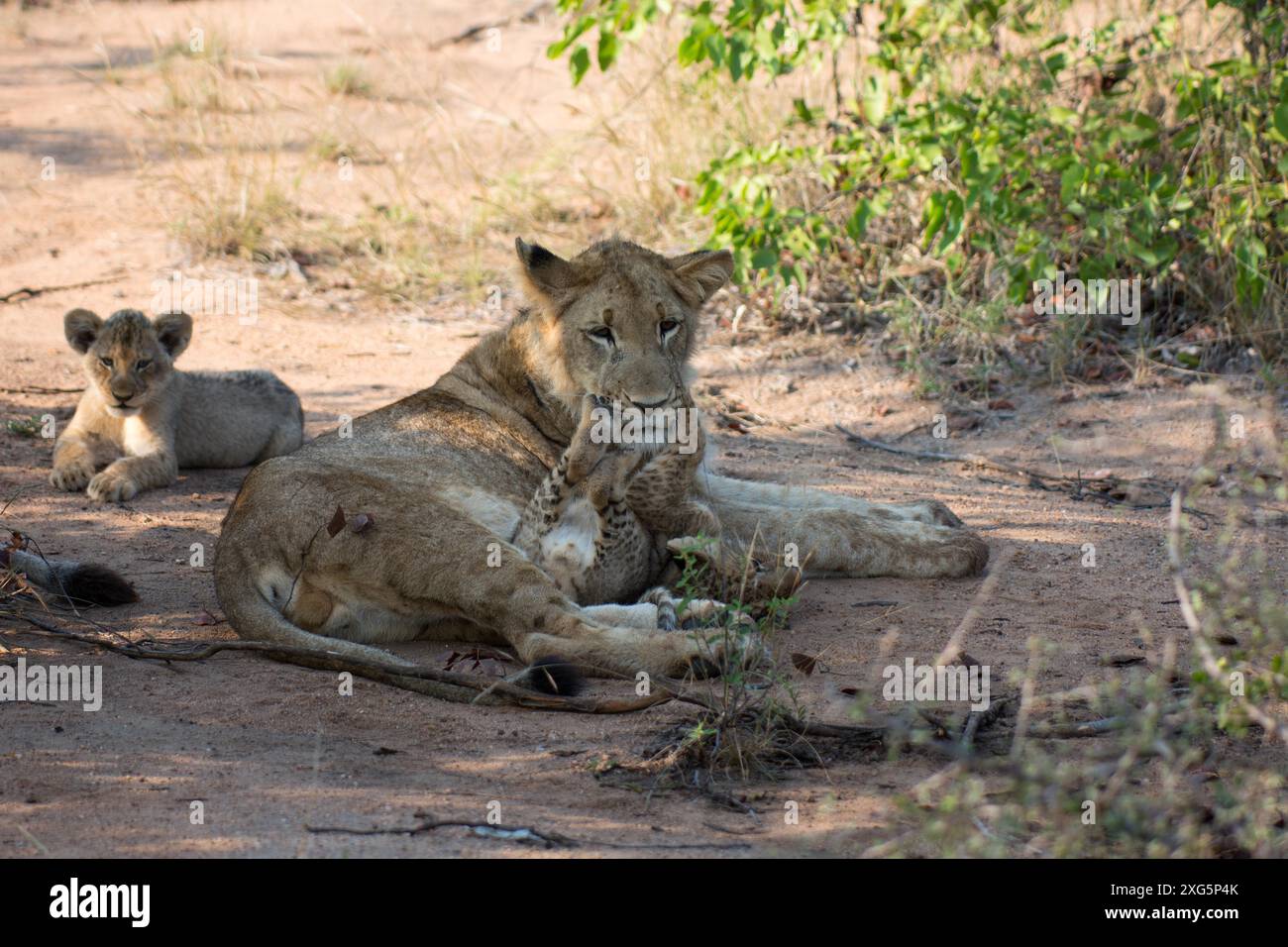 Lioness with baby in the Motswari game reserve in South Africa Stock ...
