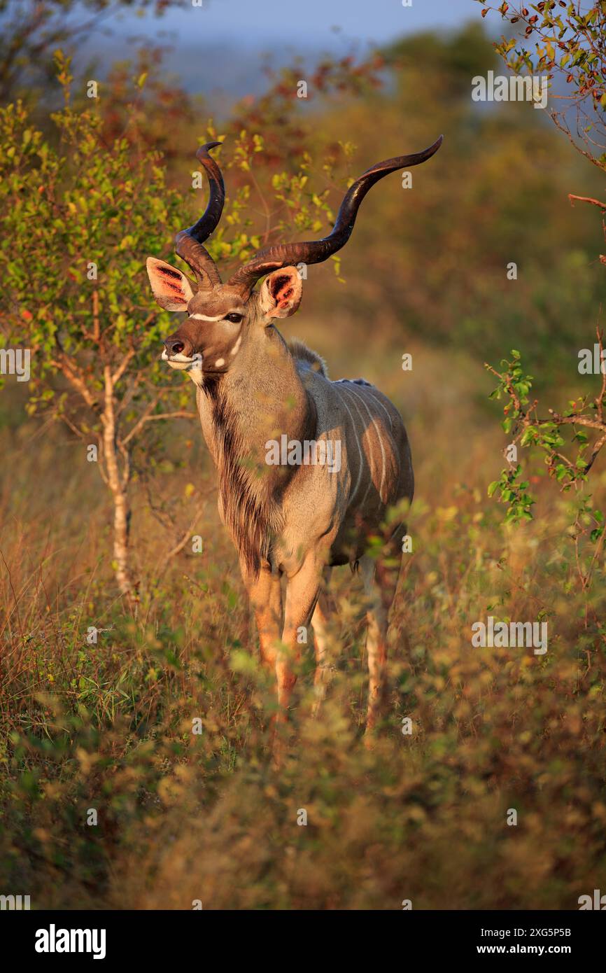 Kudu buck in the morning light in the Motswari Game Reserve in South ...