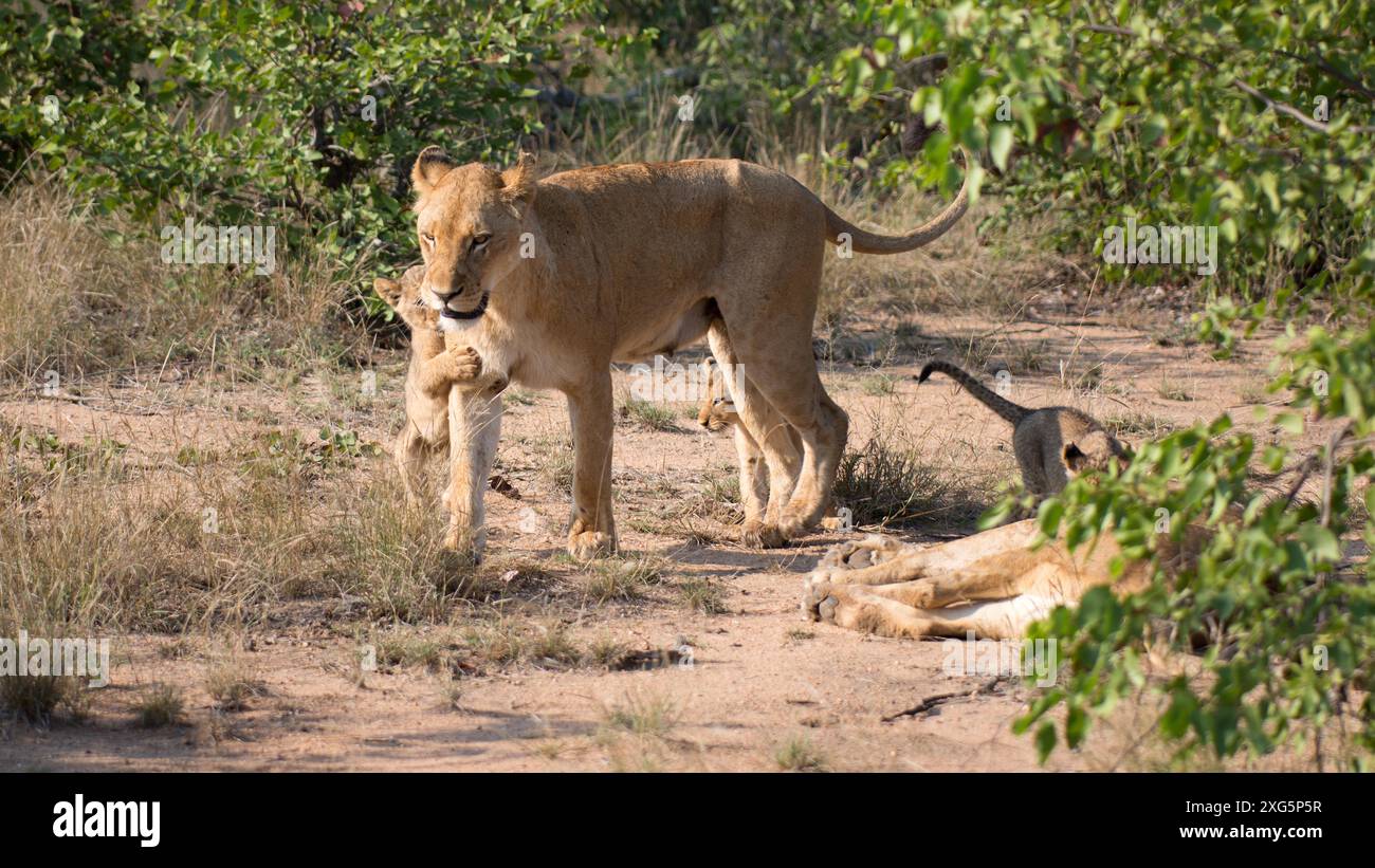 Lioness with babies in the Motswari game reserve in South Africa Stock ...