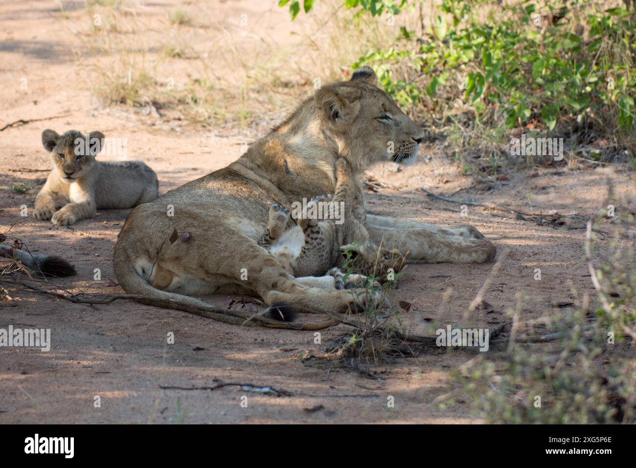 Lioness with baby in the Motswari game reserve in South Africa Stock ...