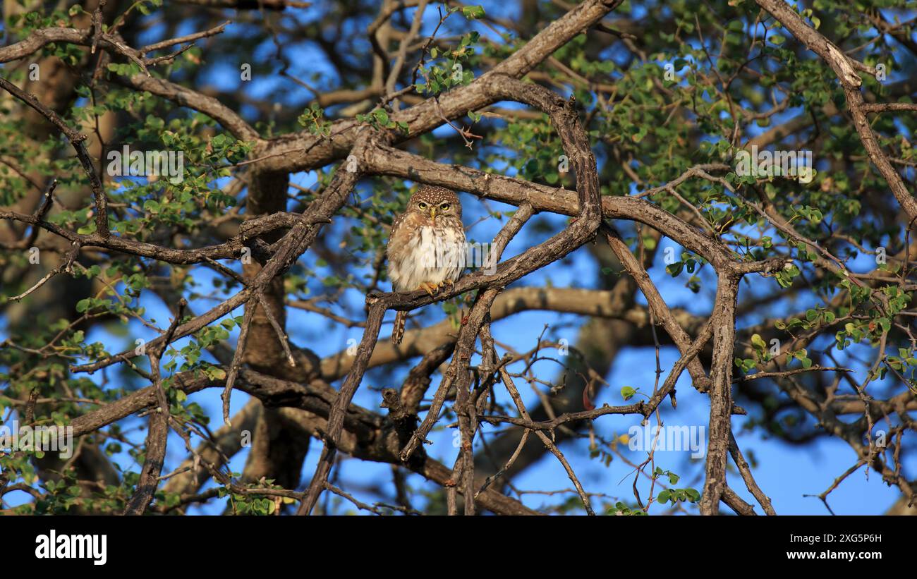African pygmy owl hi-res stock photography and images - Alamy