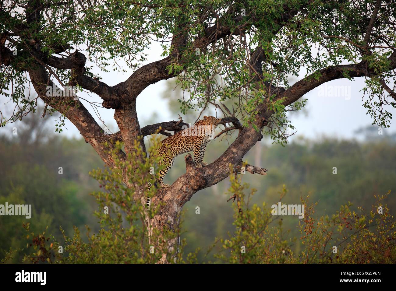 Leopard in the early morning on a tree in the Motswari Game Reserve in ...