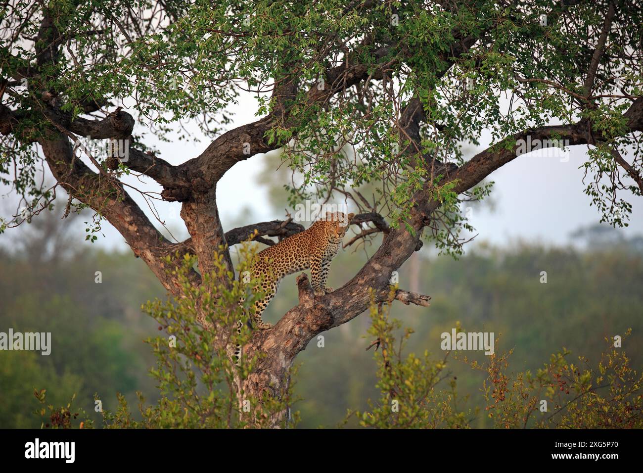 Leopard in the early morning on a tree in the Motswari Game Reserve in ...