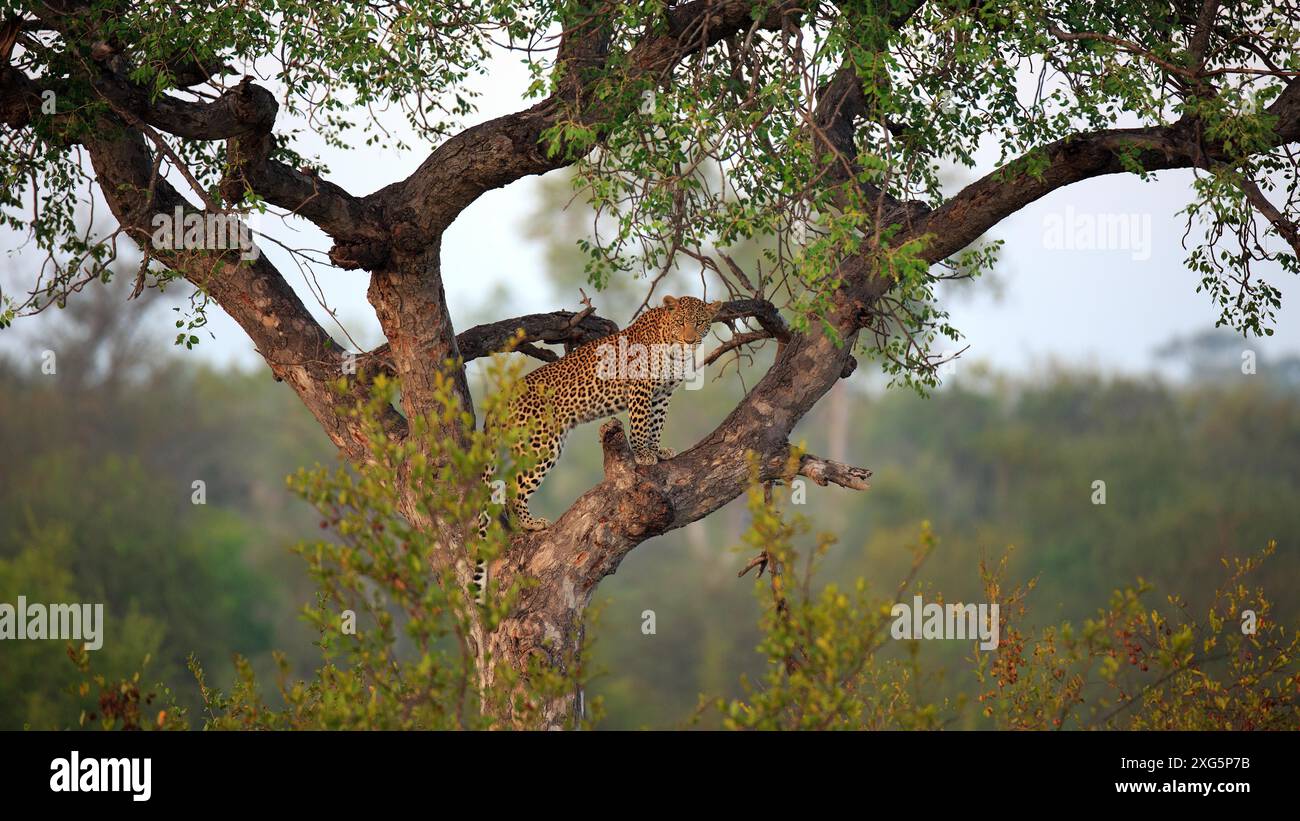Leopard in the early morning on a tree in the Motswari Game Reserve in ...