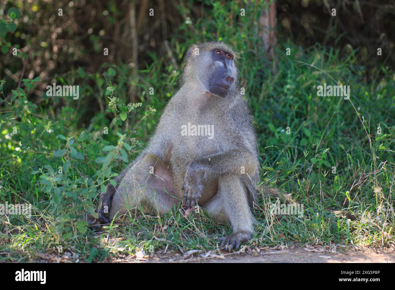 Pavian male hi-res stock photography and images - Alamy