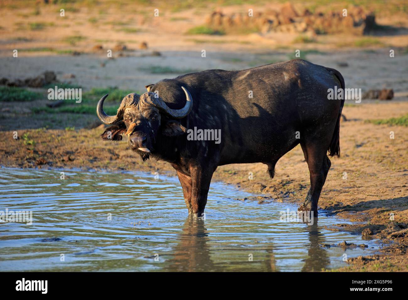 Cape buffalo drinking at a waterhole in the Motswari private game ...