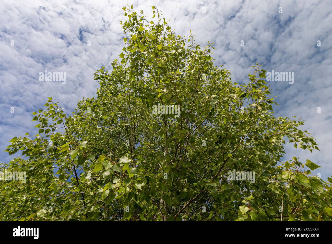 Wind rustles green foliage trees hi-res stock photography and images ...
