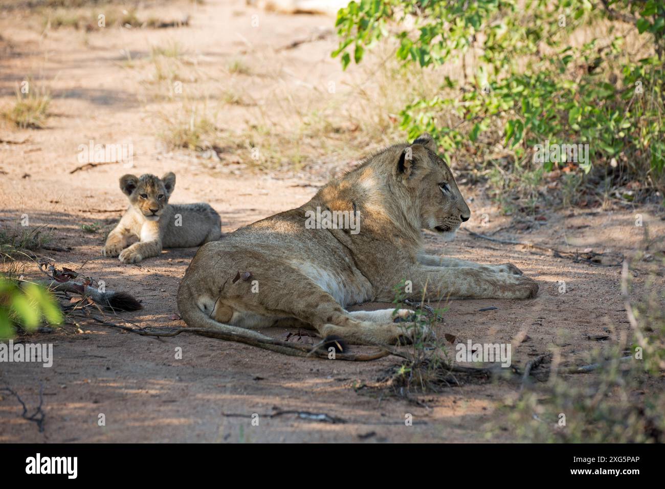 Lioness with baby in the Motswari game reserve in South Africa Stock ...