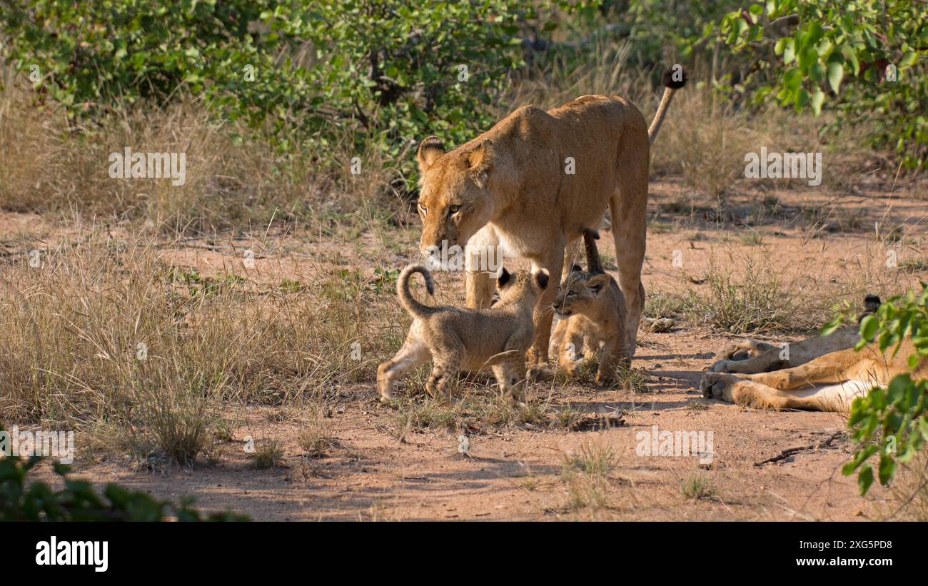Lioness with babies in the Motswari game reserve in South Africa Stock ...