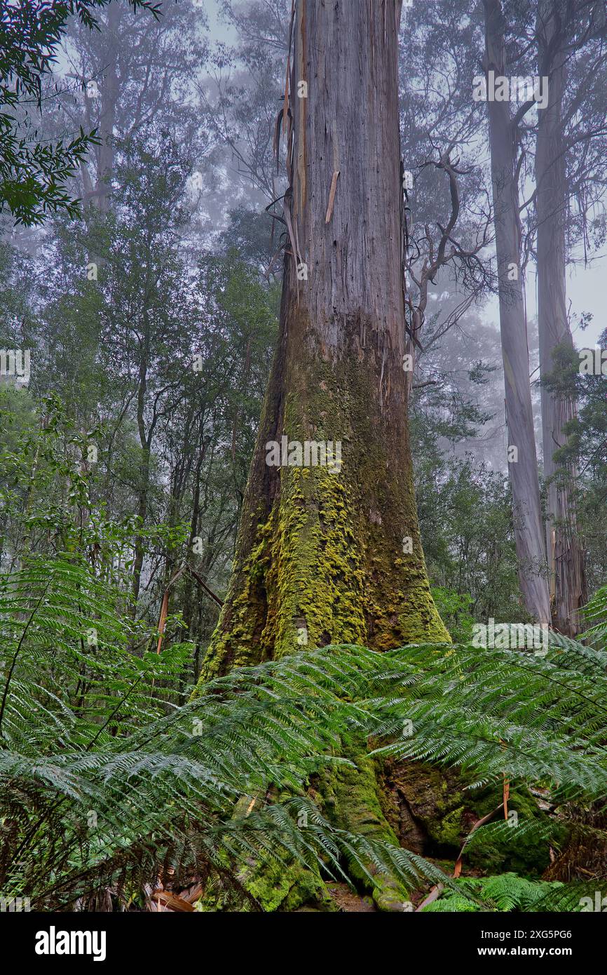 Giant old growth trees in a misty Winter morning on the Tall Trees walk ...