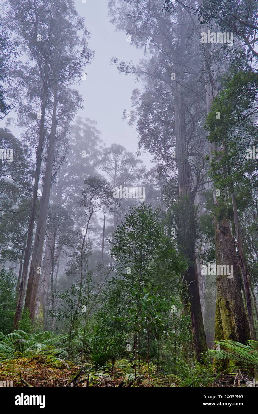 Mountain ash tasmania hi-res stock photography and images - Alamy