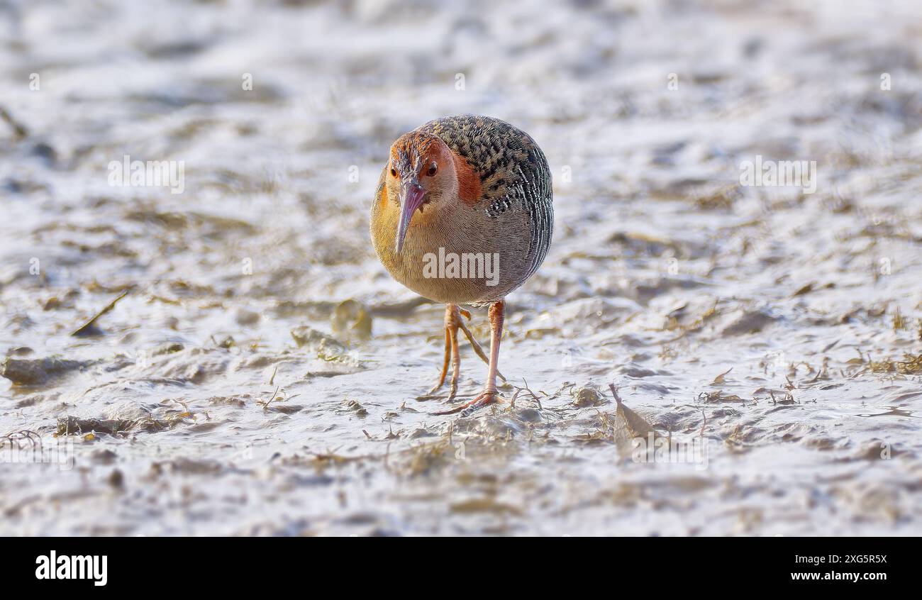 Lewin's rail cryptic shorebird single animal roaming mudflats at low ...