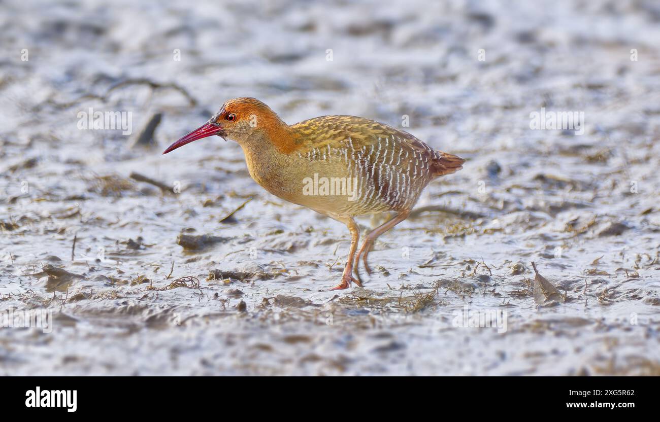 Lewin's rail cryptic shorebird single animal roaming mudflats at low ...