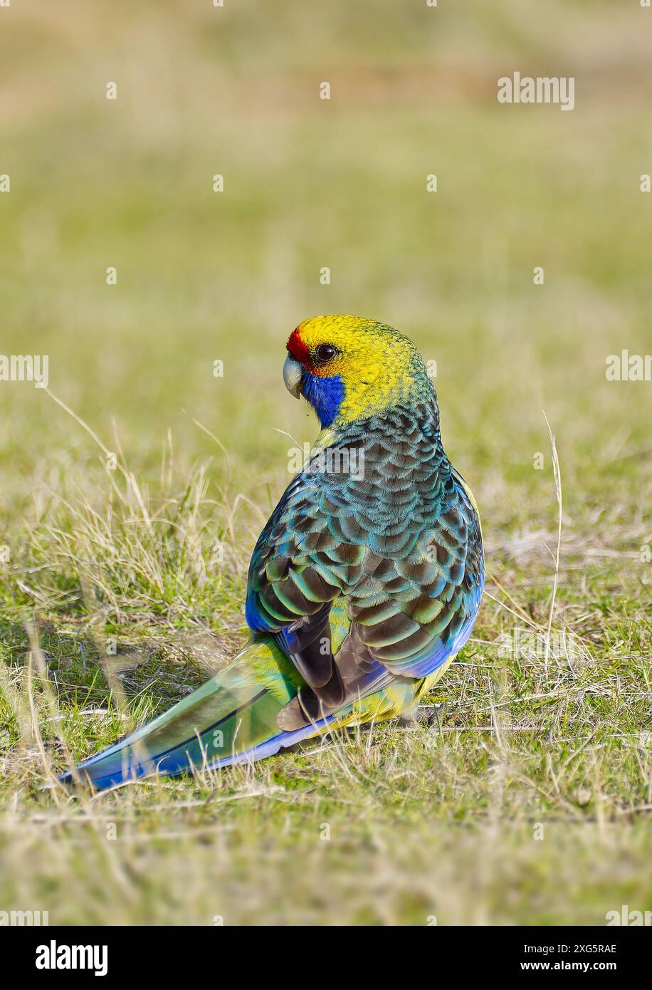 Endemic Tasmanian parrot Green rosella on grassland in sunshine at ...