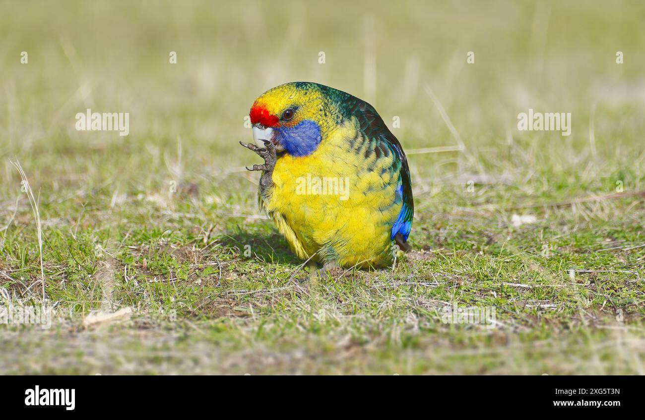 Endemic Tasmanian parrot Green rosella on grassland in sunshine at ...