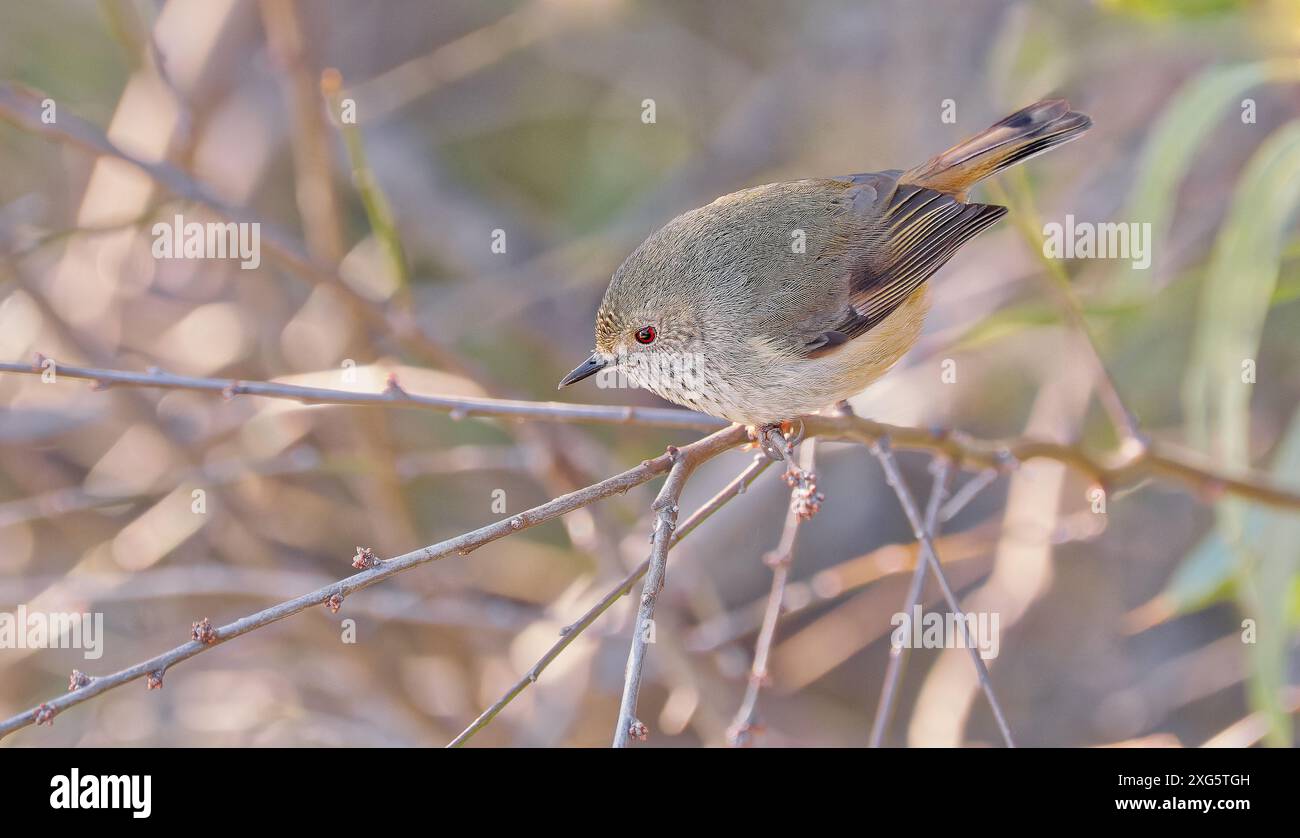 Tasmanian brown thornbill hi-res stock photography and images - Alamy