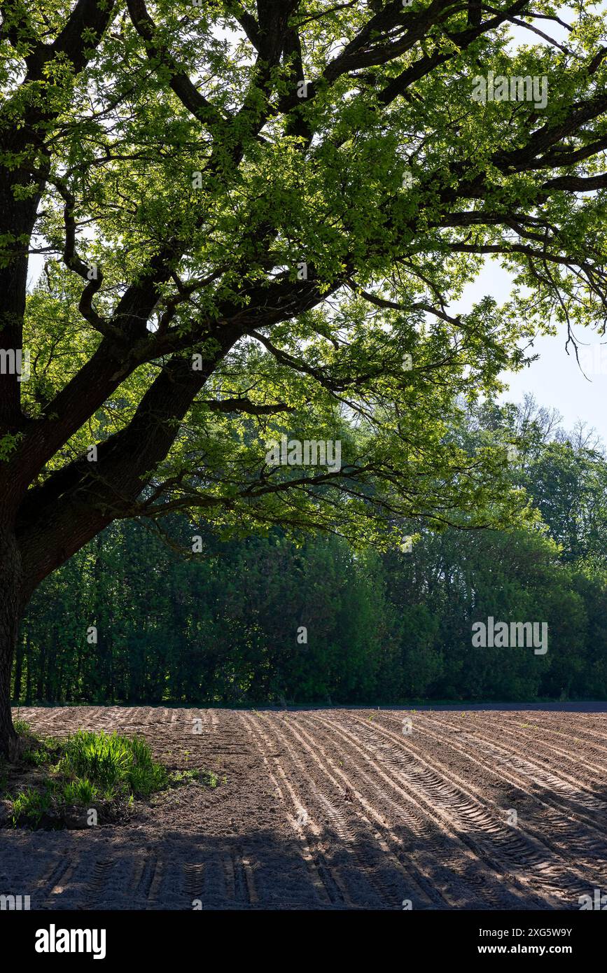 one tall oak tree in a plowed field, a single growing oak tree in an ...