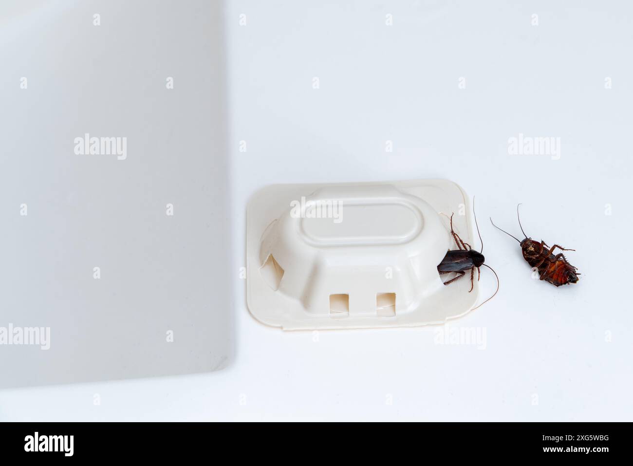 A couple of dead cockroaches and a bug trap on a bathroom sink ...