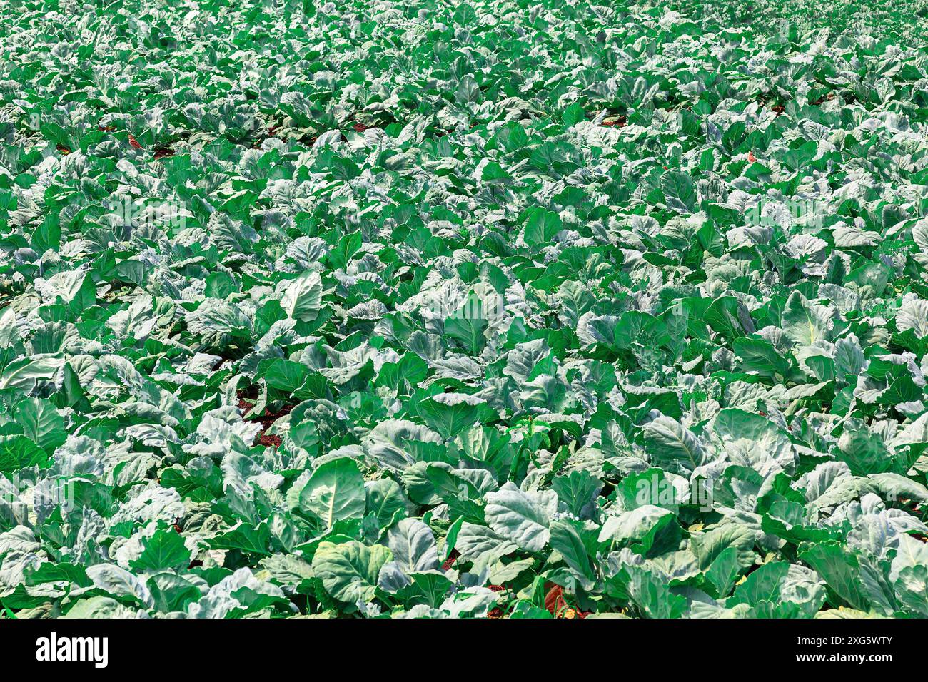 Field of growing green cabbage. Rows of lush cabbage spread across the ...