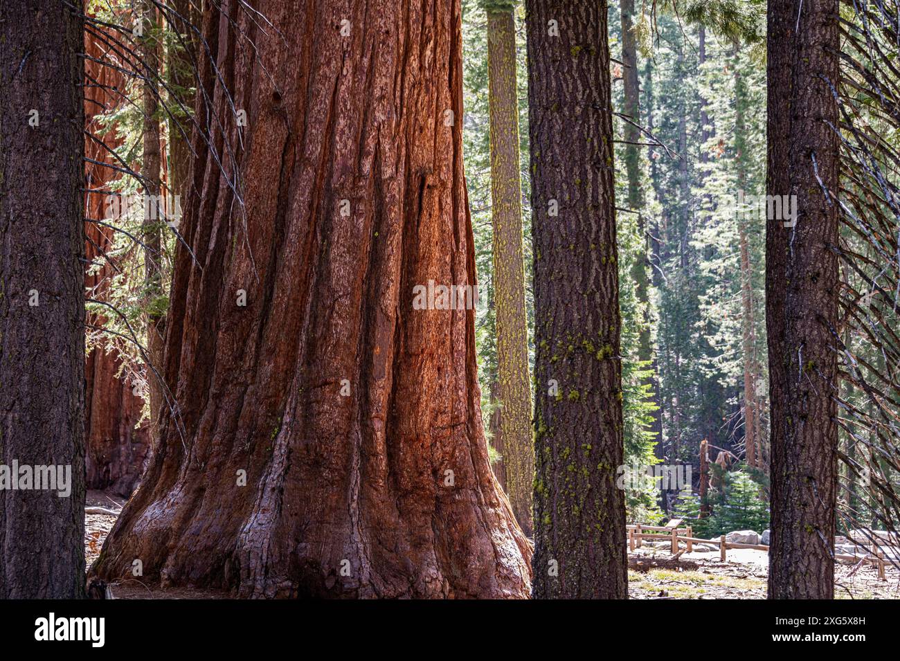 Giant Sequoias in Yosemite NP, California, USA Stock Photo - Alamy