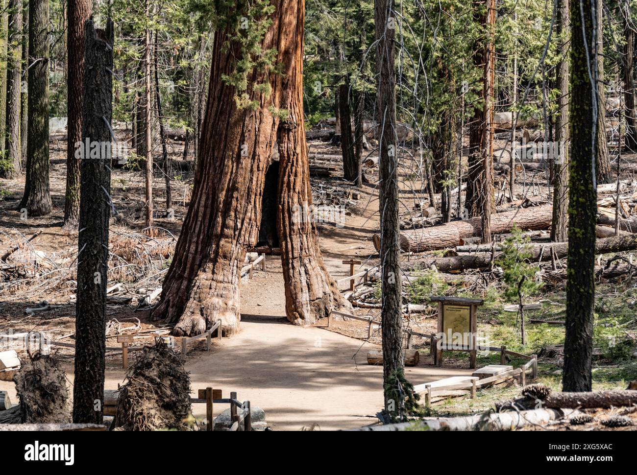 Yosemite giant sequoia tree hi-res stock photography and images - Alamy